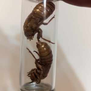 Cicada XIX Exoskeleton 2024 Specimens, Great Southern Brood Shells, 13 ...