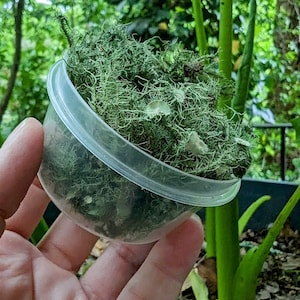 Live Tree Moss * 2 Grams * 100% Organic Usnea & Tree Mosses Mix ...