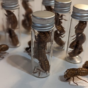 Cicada XIX Exoskeleton 2024 Specimens, Great Southern Brood Shells, 13 ...