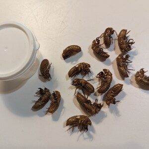 Cicadas XIX Exoskeletons, 2024 Specimen Lot of 15, Great Southern Brood ...
