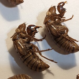 Cicadas XIX Exoskeletons, 2024 Specimen Lot of 15, Great Southern Brood ...