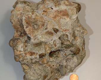 Large Breccia * Freshwater Sedimentary Rock Specimen for Education ...