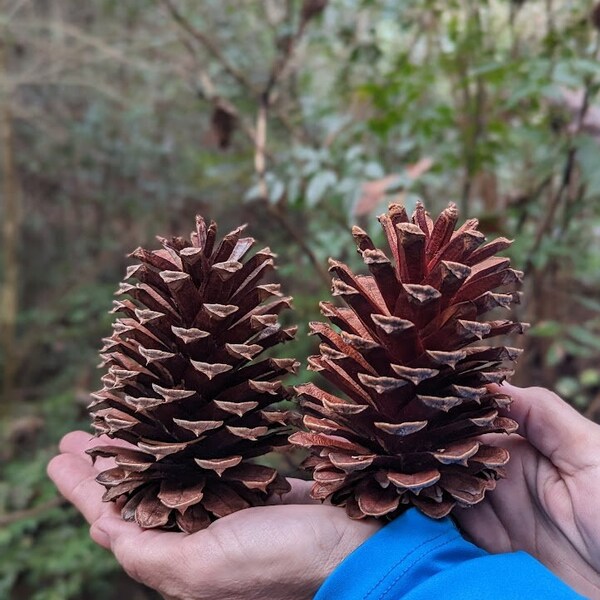 Large Pine Cones - Etsy