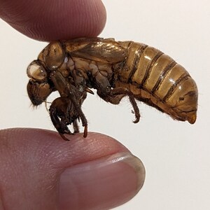 Cicada XIX Exoskeleton 2024 Specimens, Great Southern Brood Shells, 13 ...