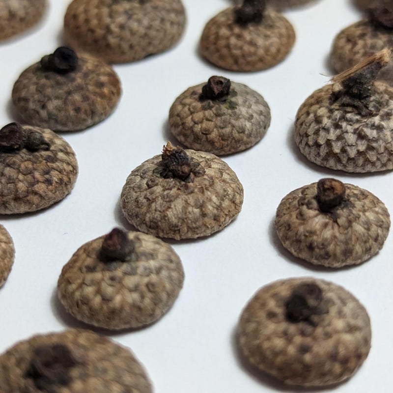 Acorn Wood - Etsy