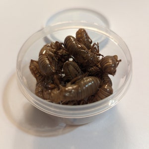 Cicadas XIX Exoskeletons, 2024 Specimen Lot of 15, Great Southern Brood ...