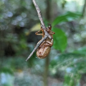 Cicada XIX Exoskeleton 2024 Specimens, Great Southern Brood Shells, 13 ...