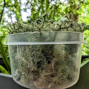 Live Tree Moss * 2 Grams * 100% Organic Usnea & Tree Mosses Mix ...