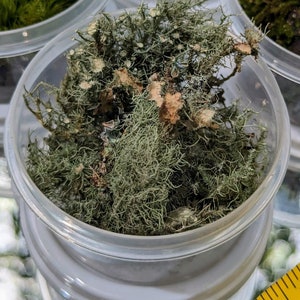 Live Tree Moss * 2 Grams * 100% Organic Usnea & Tree Mosses Mix ...