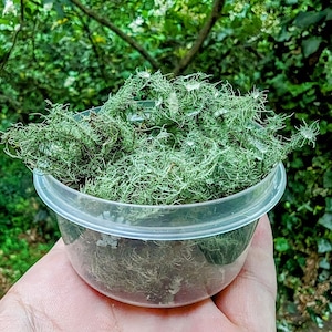 Live Tree Moss * 2 Grams * 100% Organic Usnea & Tree Mosses Mix ...