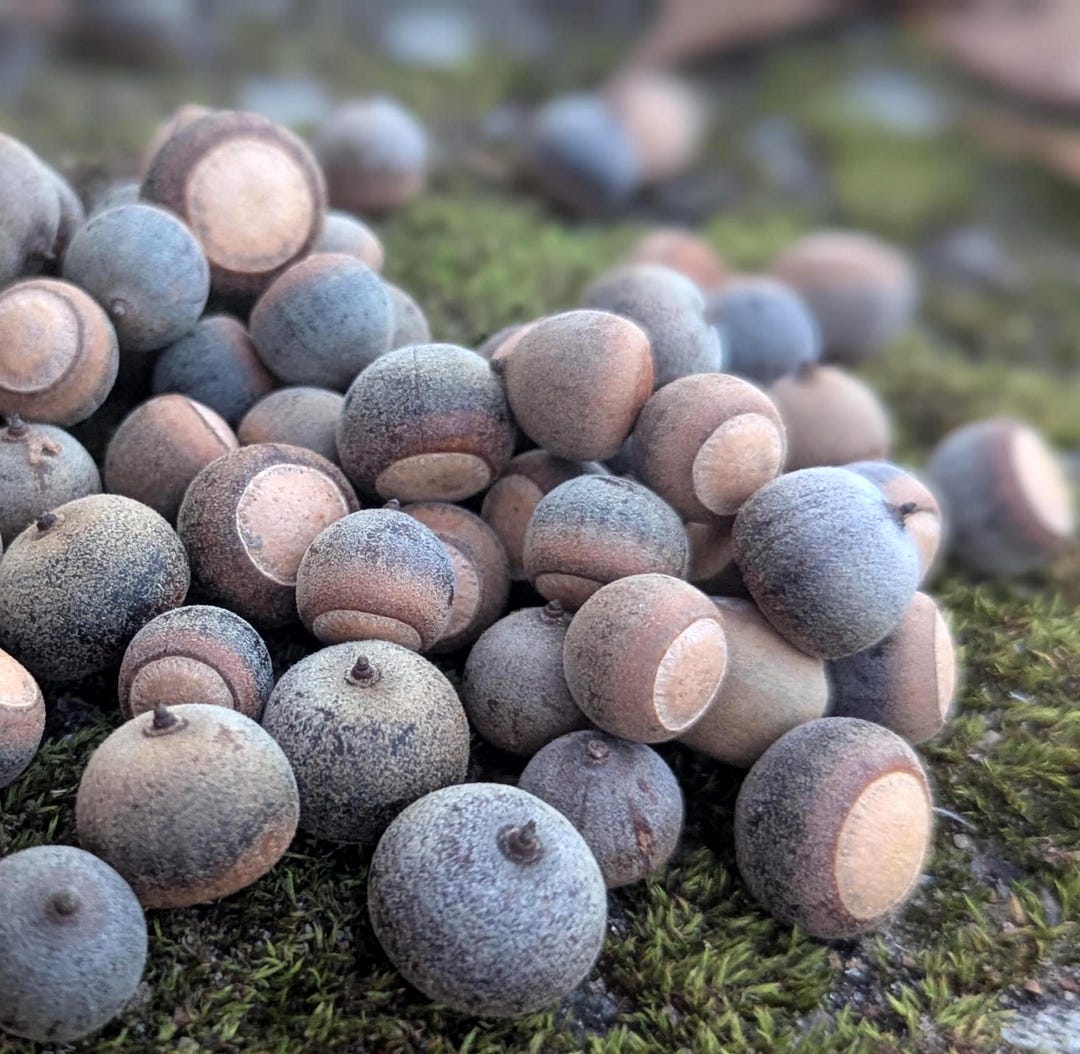 Fresh Georgia Oak Acorns • Organic Wildlife Feed & All-natural Rustic ...