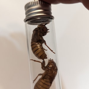 Cicada XIX Exoskeleton 2024 Specimens, Great Southern Brood Shells, 13 ...