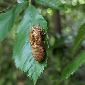 Cicada XIX Exoskeleton 2024 Specimens, Great Southern Brood Shells, 13 ...