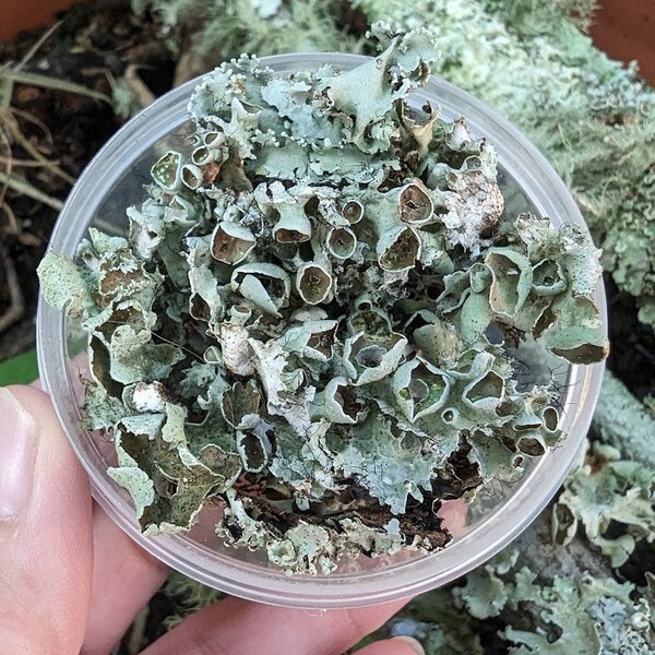 Lichen Terrarium - Etsy