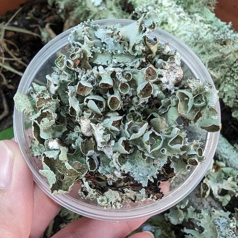 Preserved Lichen - Etsy