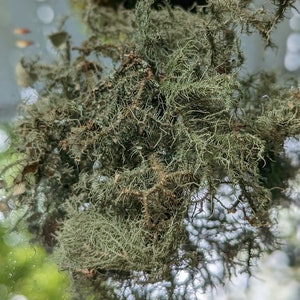 Live Tree Moss * 2 Grams * 100% Organic Usnea & Tree Mosses Mix ...
