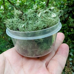 Live Tree Moss * 2 Grams * 100% Organic Usnea & Tree Mosses Mix ...