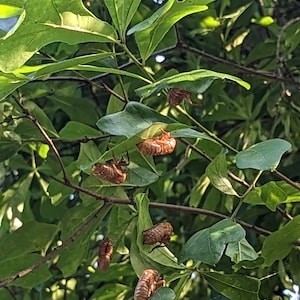 Cicada XIX Exoskeleton 2024 Specimens, Great Southern Brood Shells, 13 ...