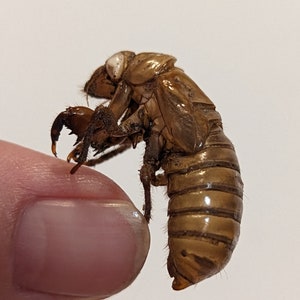 Cicada XIX Exoskeleton 2024 Specimens, Great Southern Brood Shells, 13 ...