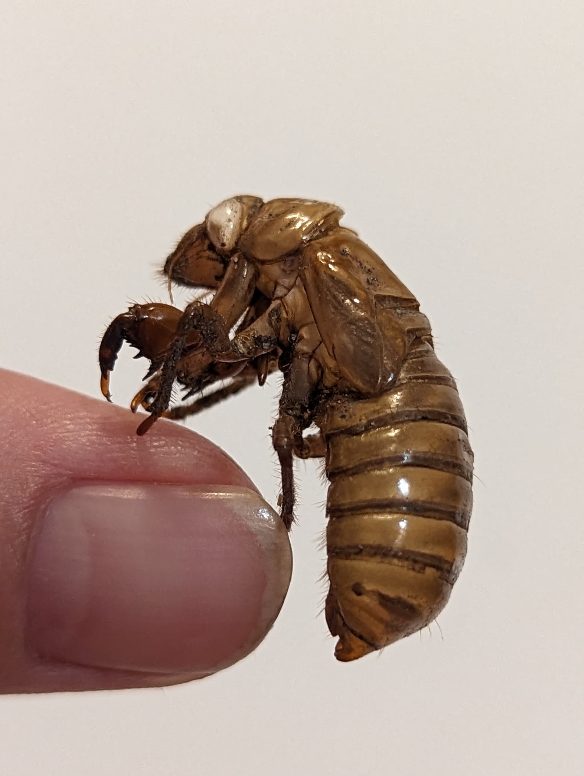 Cicada XIX Exoskeletons, 2024 Specimens | Great Southern Brood Shells ...