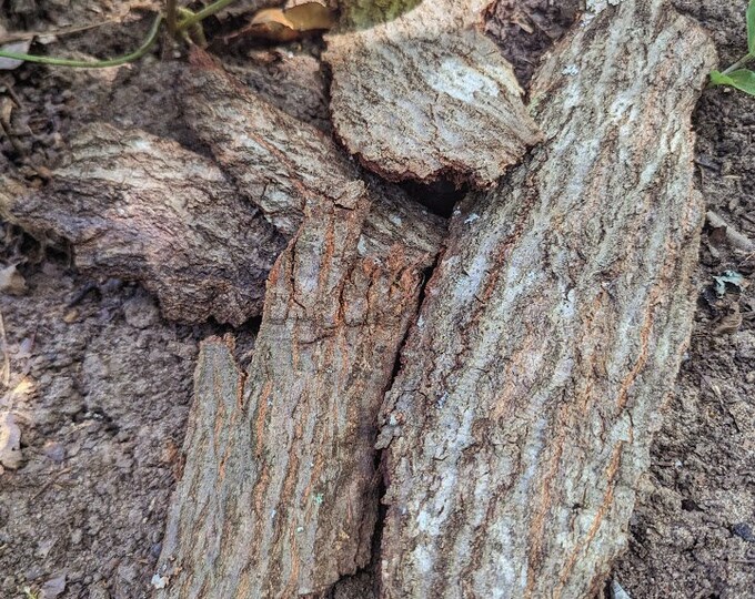 Natural Water Oak Wood Tree Bark Pieces * 1 Pound Sets of Sustainably ...