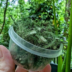 Live Tree Moss * 2 Grams * 100% Organic Usnea & Tree Mosses Mix ...