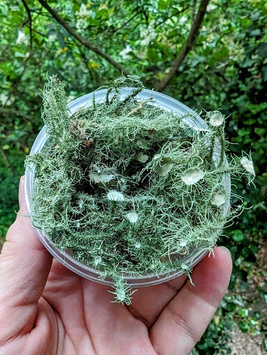 Live Tree Moss * 2 Grams * 100% Organic Usnea & Tree Mosses Mix ...