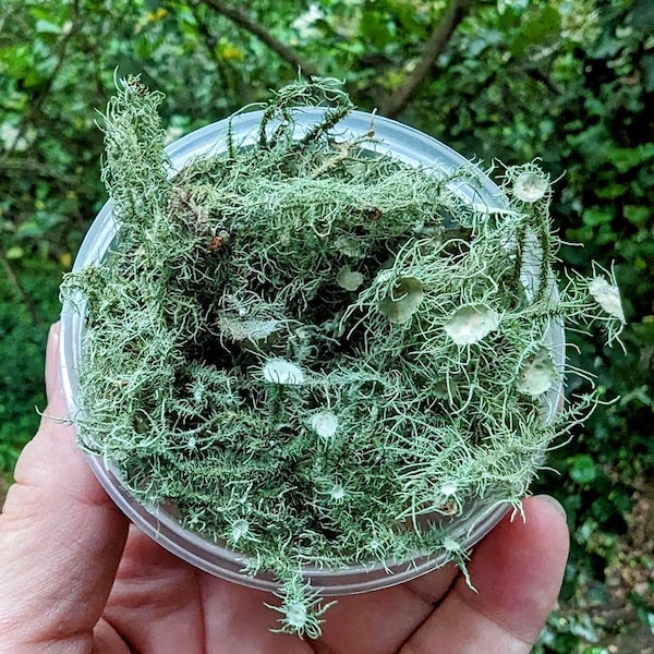 Preserved Moss Art - Etsy