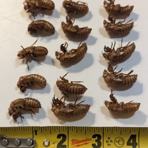 Cicadas XIX Exoskeletons, 2024 Specimen Lot of 15, Great Southern Brood ...