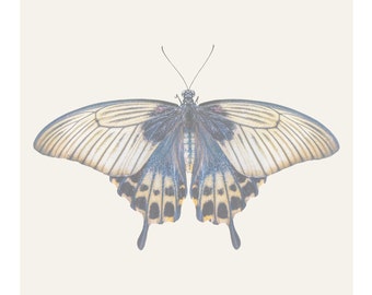 INSTANT DOWNLOAD Black Swallowtail Butterfly on Yellow Flowers ...