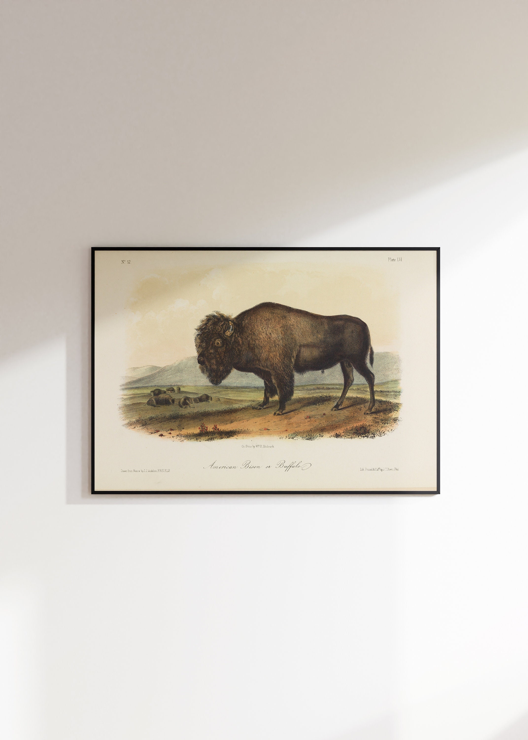 American Bison | Western Vintage Artwork Printable - Etsy