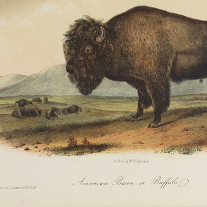 American Bison | Western Vintage Artwork Printable - Etsy