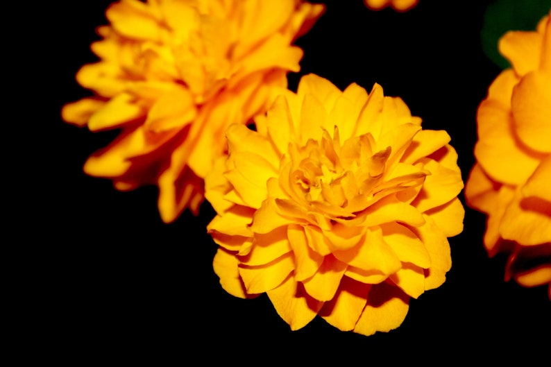 Printable Marigold Flower - Etsy