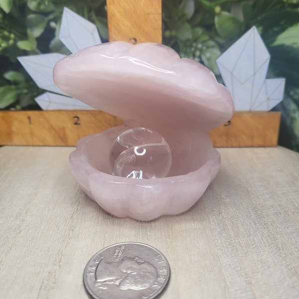 Large Clam Shells - Etsy