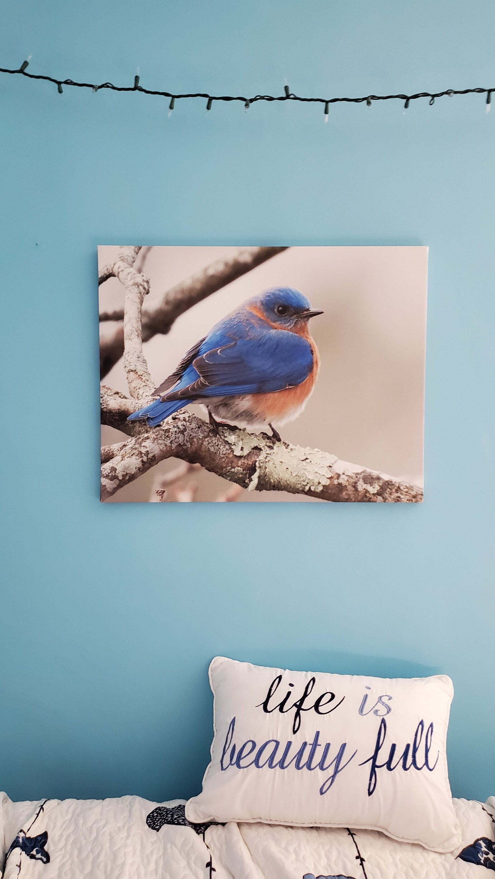 Eastern Bluebird 12 X 12 Canvas Print - Etsy