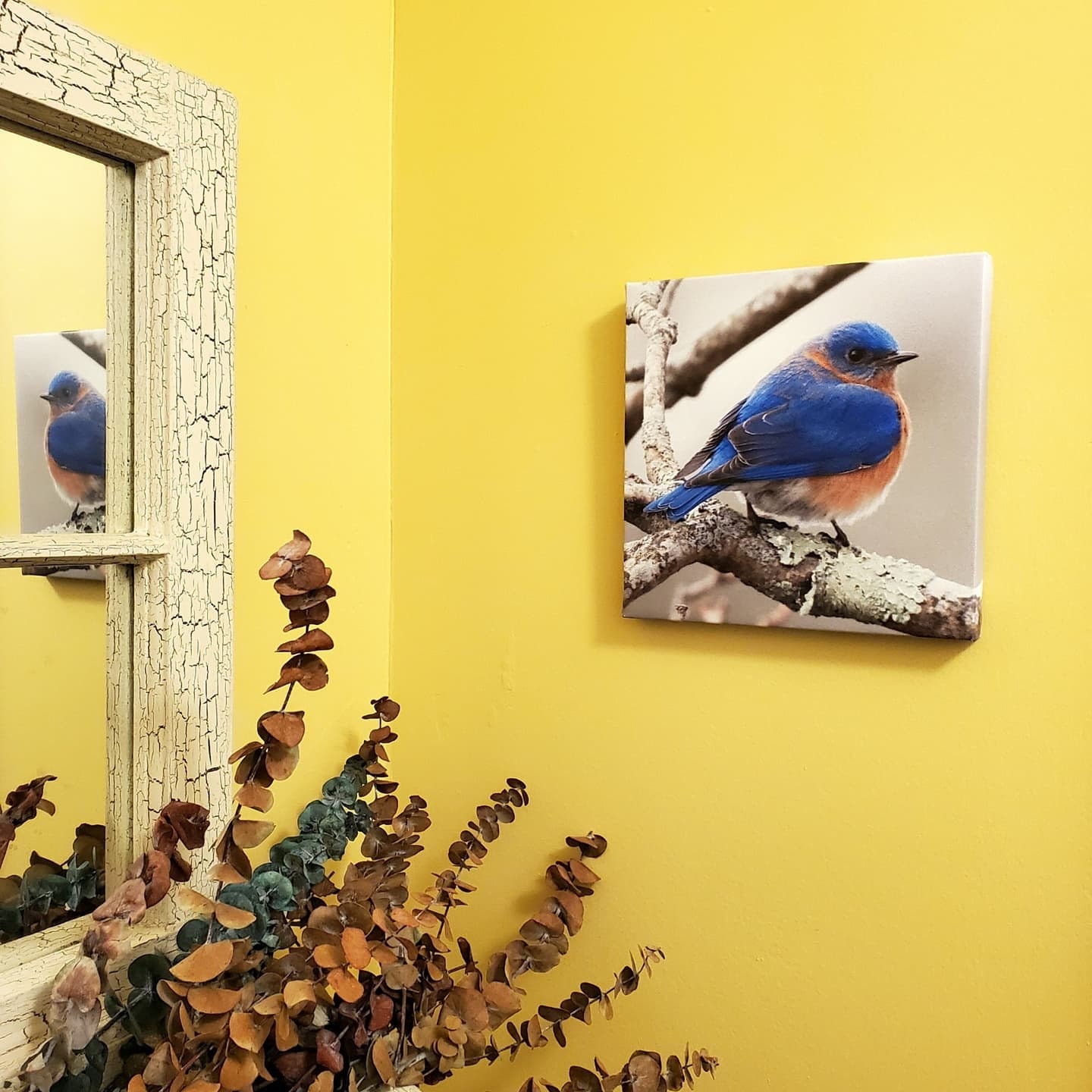 Eastern Bluebird 12 X 12 Canvas Print - Etsy