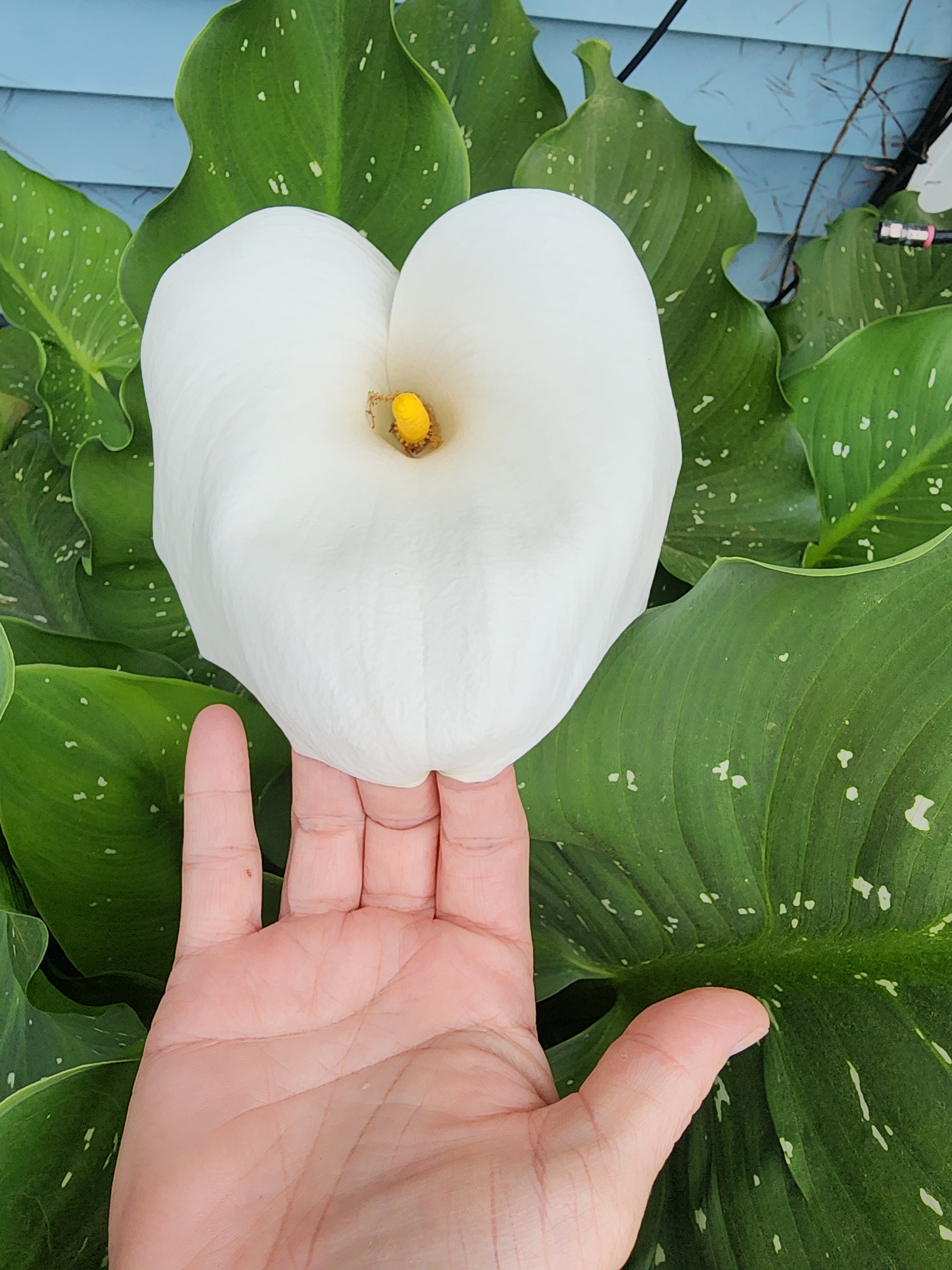 Hercules Giant Calla Lily - Etsy