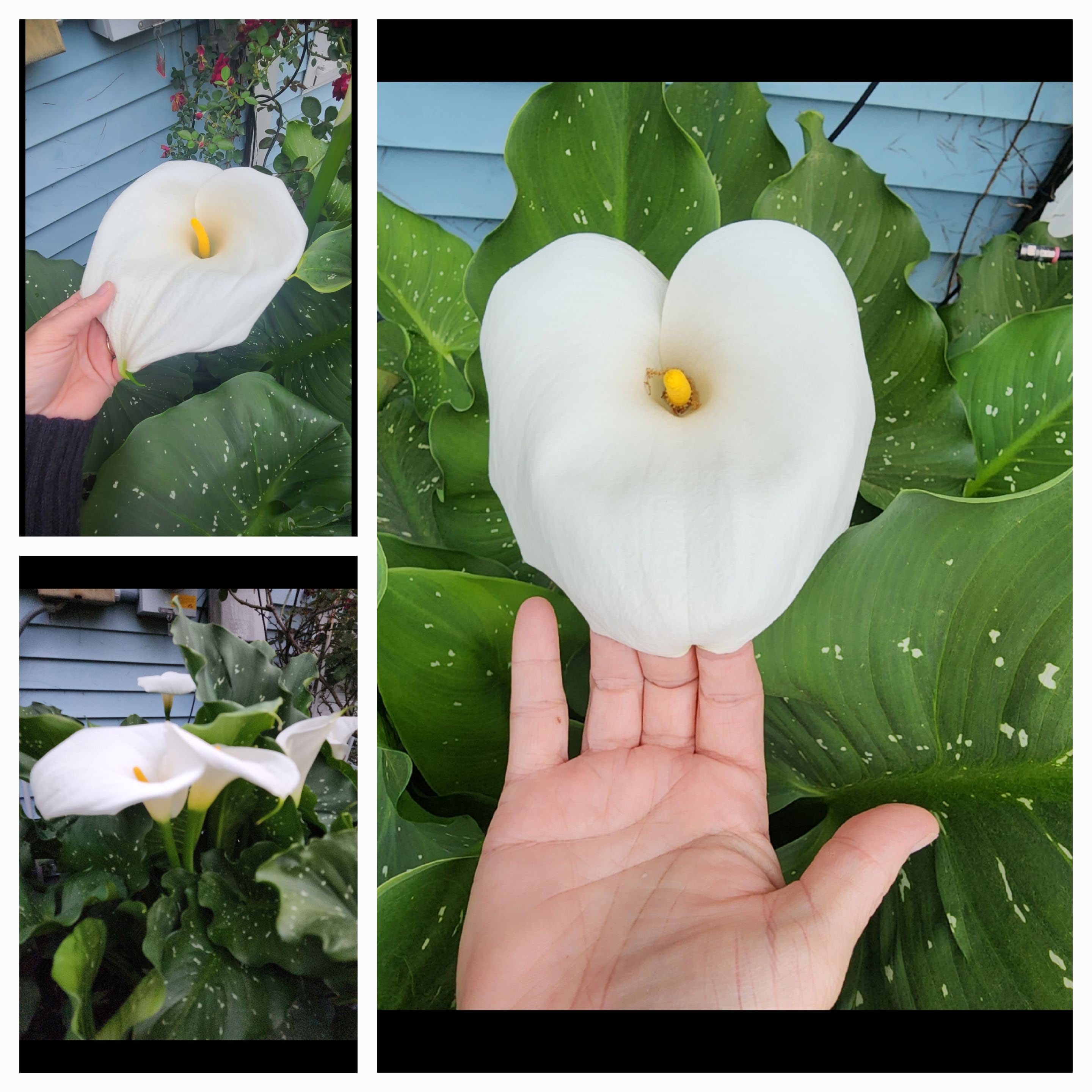 Hercules Giant Calla Lily - Etsy