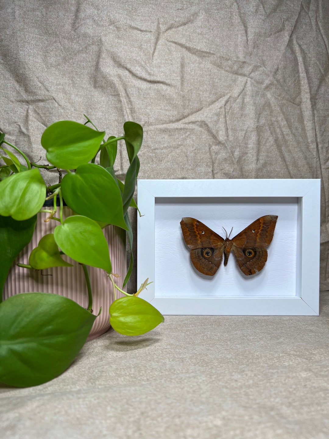 Real Rare Silk Moth Salassa Thespis in Frame - Etsy