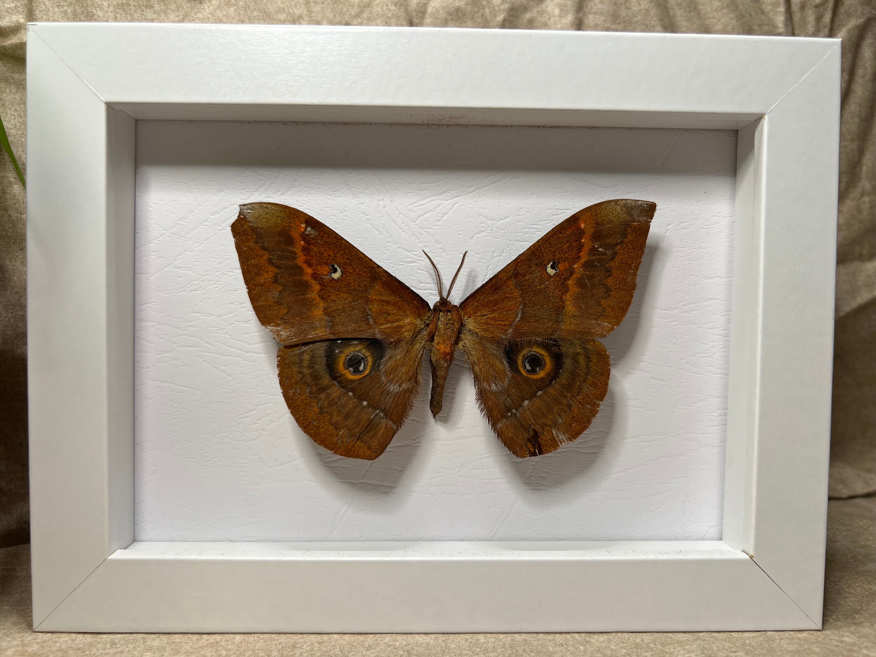 Real Rare Silk Moth Salassa Thespis in Frame - Etsy