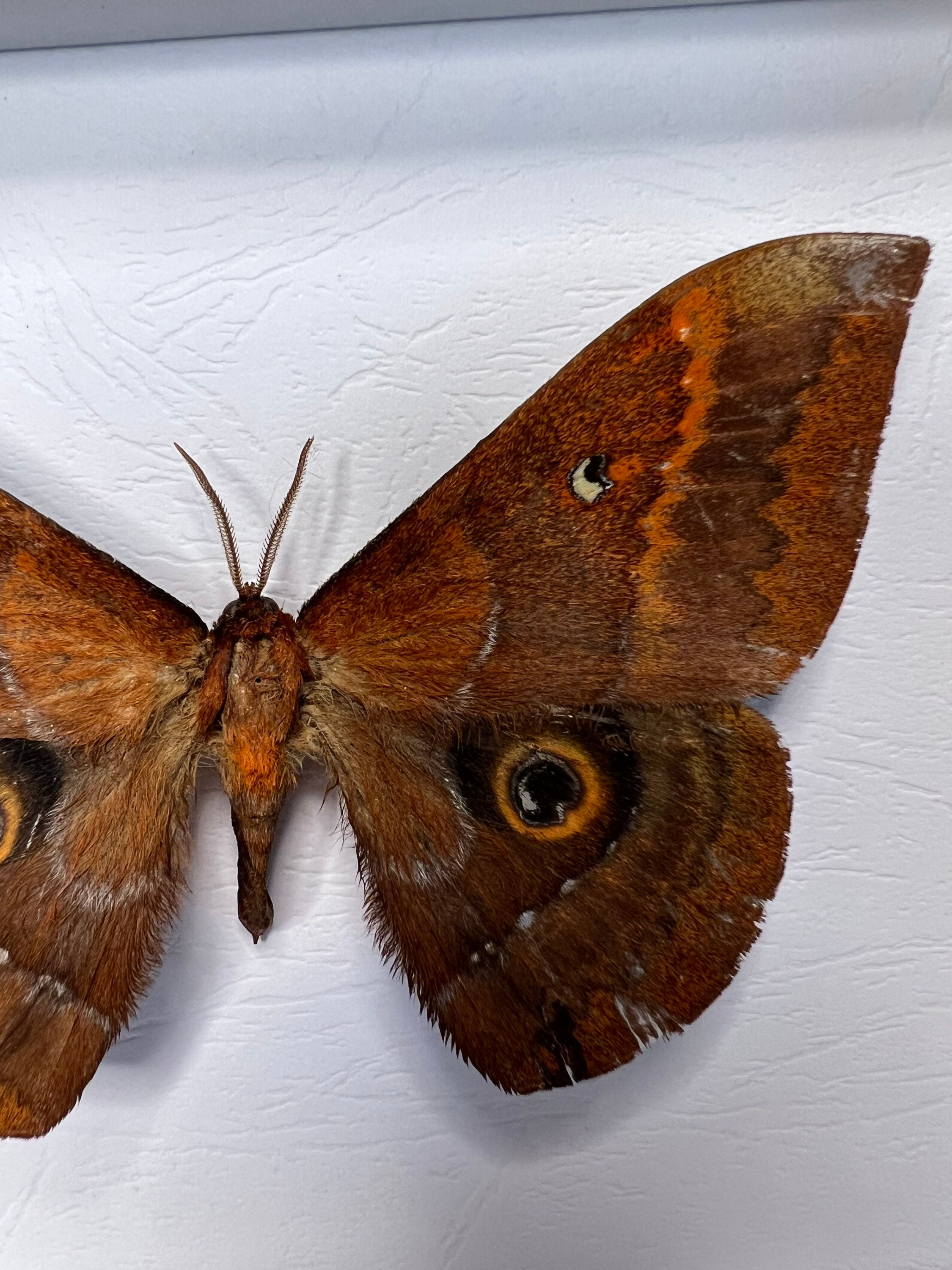 Real Rare Silk Moth Salassa Thespis in Frame - Etsy