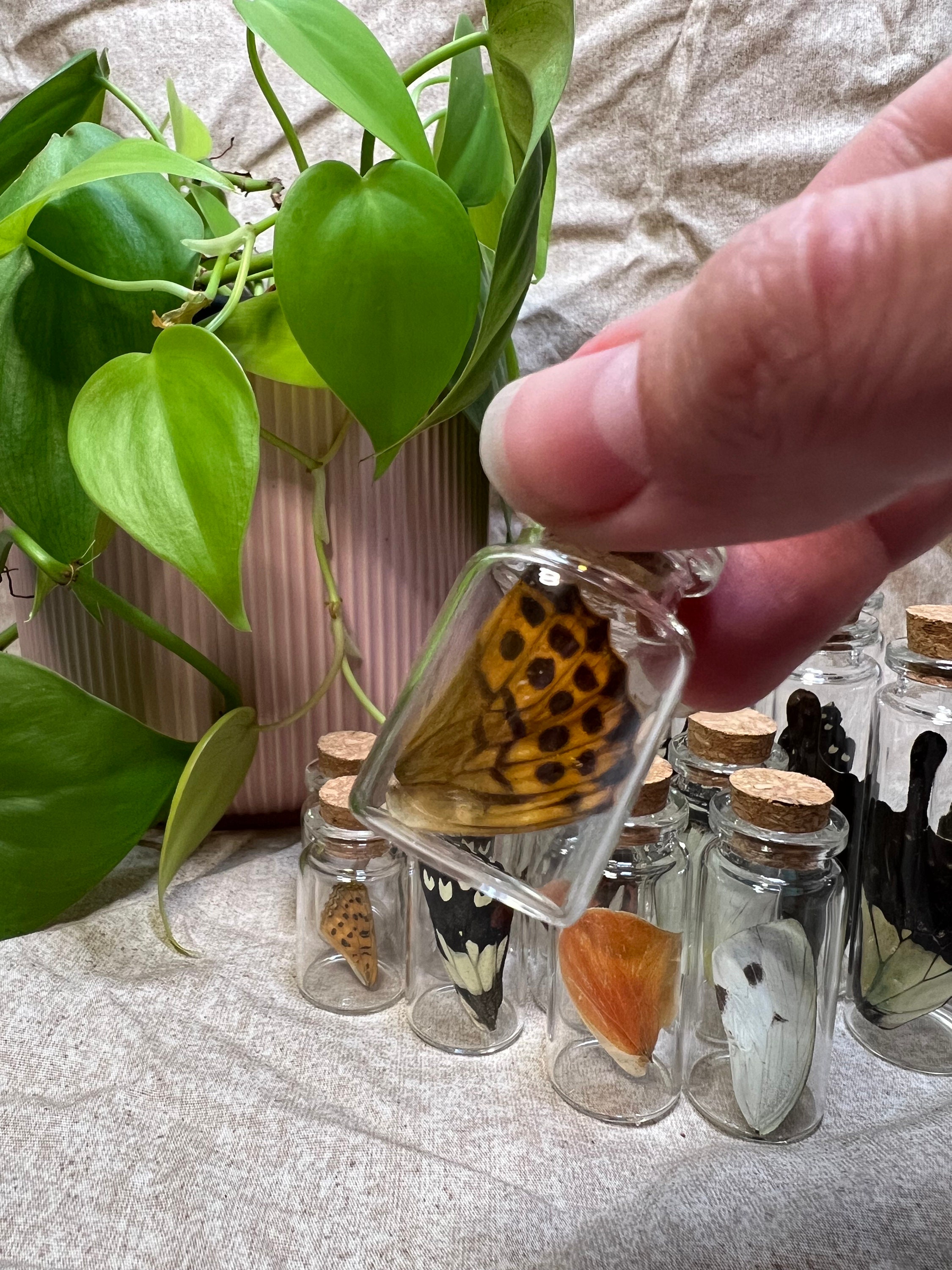 Real Butterfly Wing in Jar - Etsy Australia