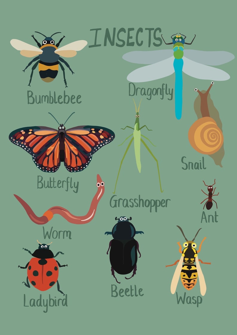 Insects Illustrated Art Print A4 Size Frame Not Included - Etsy