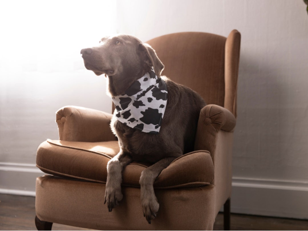 Barnyard Bash Cow Print Over the Collar Pet Bandana - Etsy