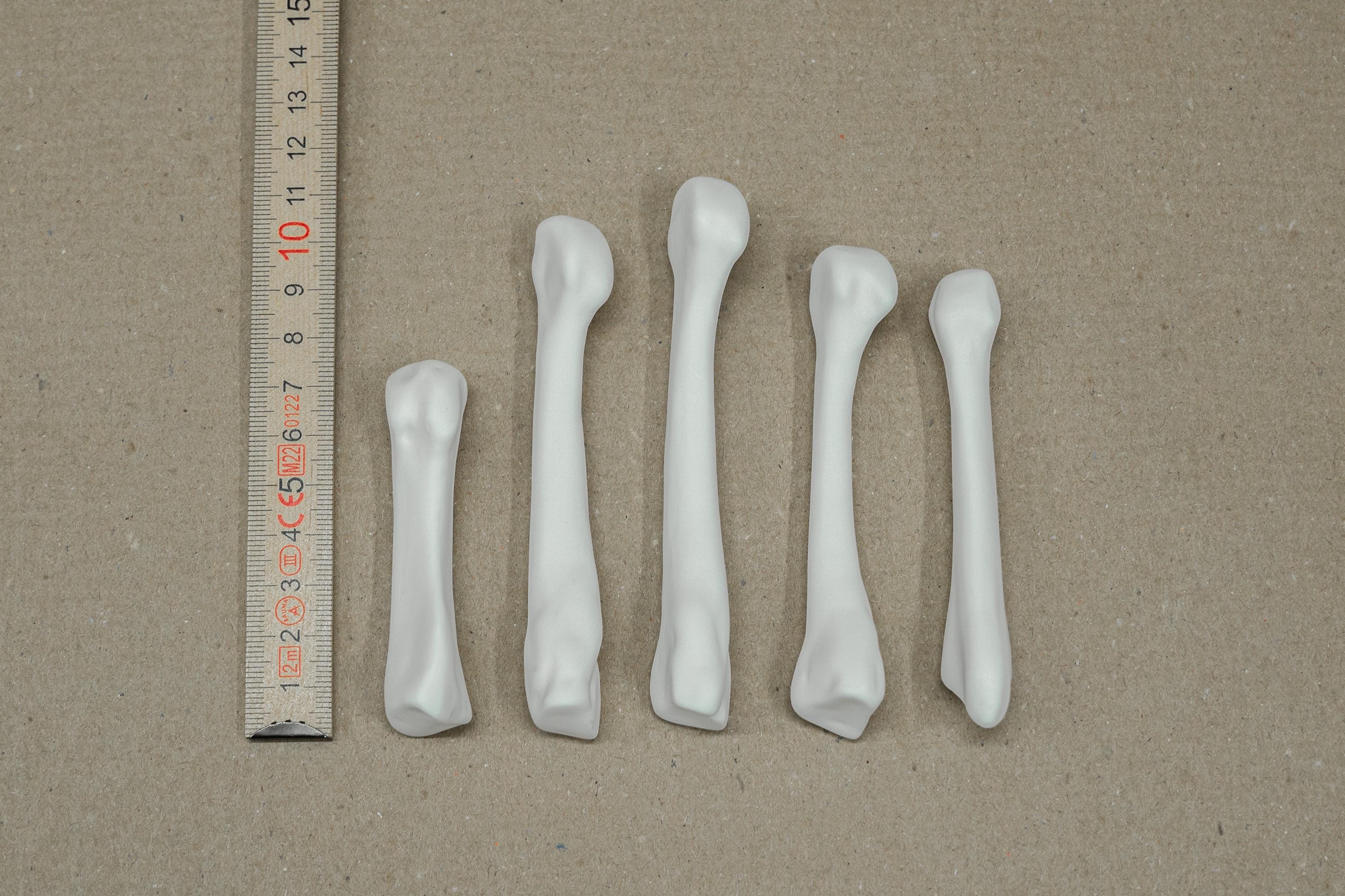 Cosplay Bones - Resin Cast Metatarsal Bones - Etsy