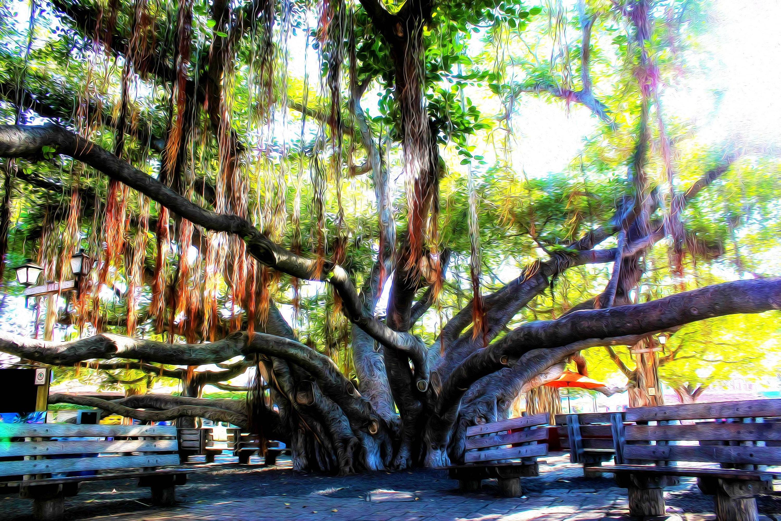 Banyan Tree, Lahaina, Hawaii - Etsy