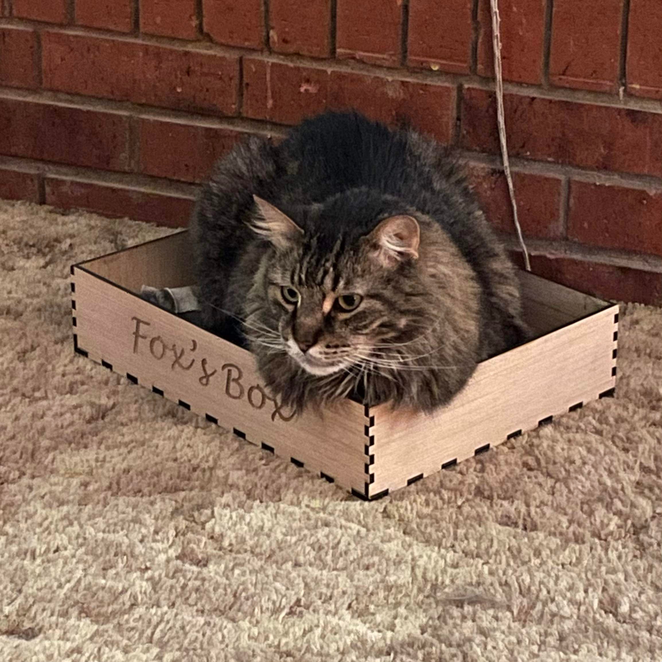 Personalized Cat Box Cat Trap Cat Bed - Etsy