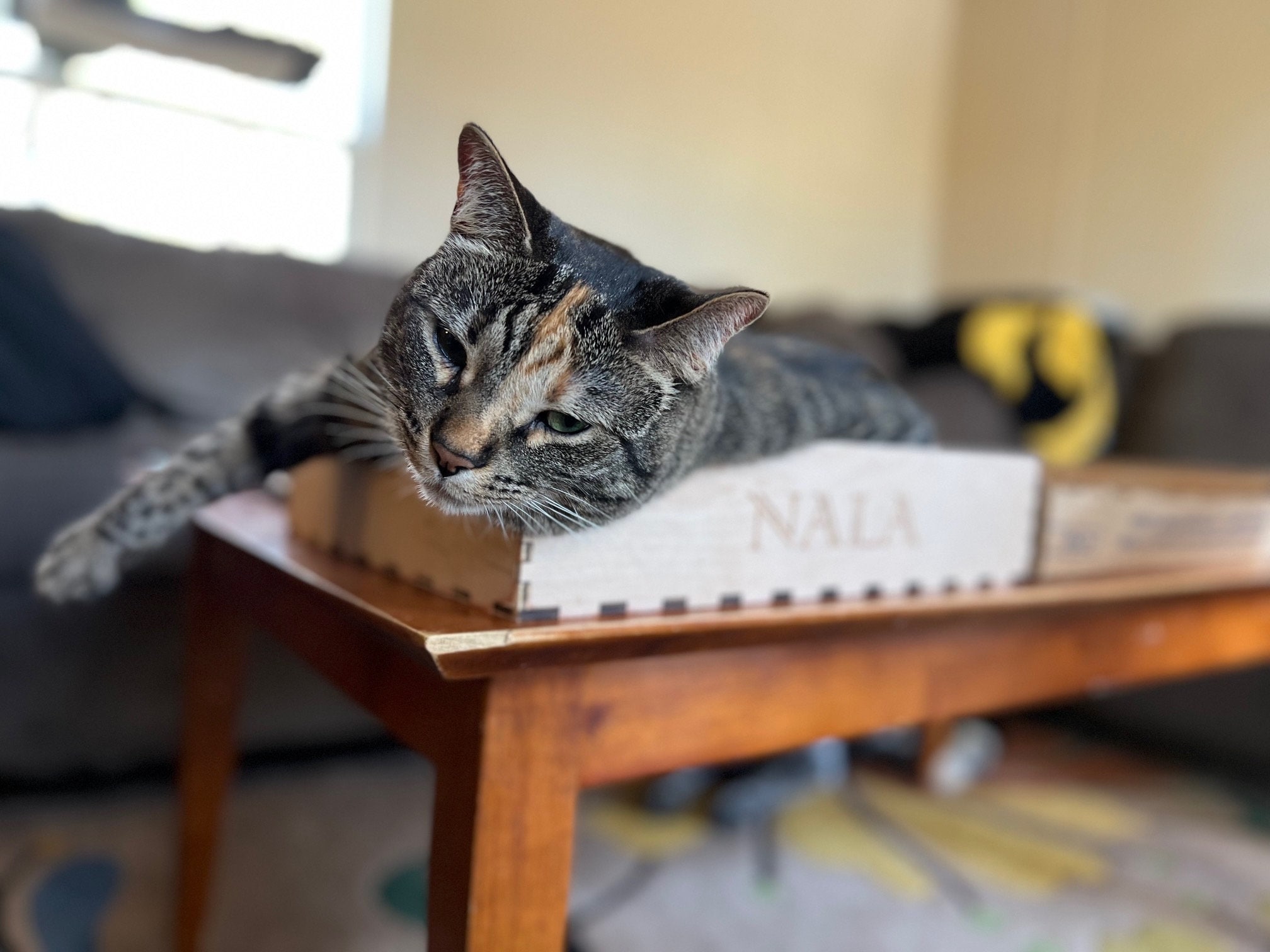 Personalized Cat Box Cat Trap Cat Bed - Etsy