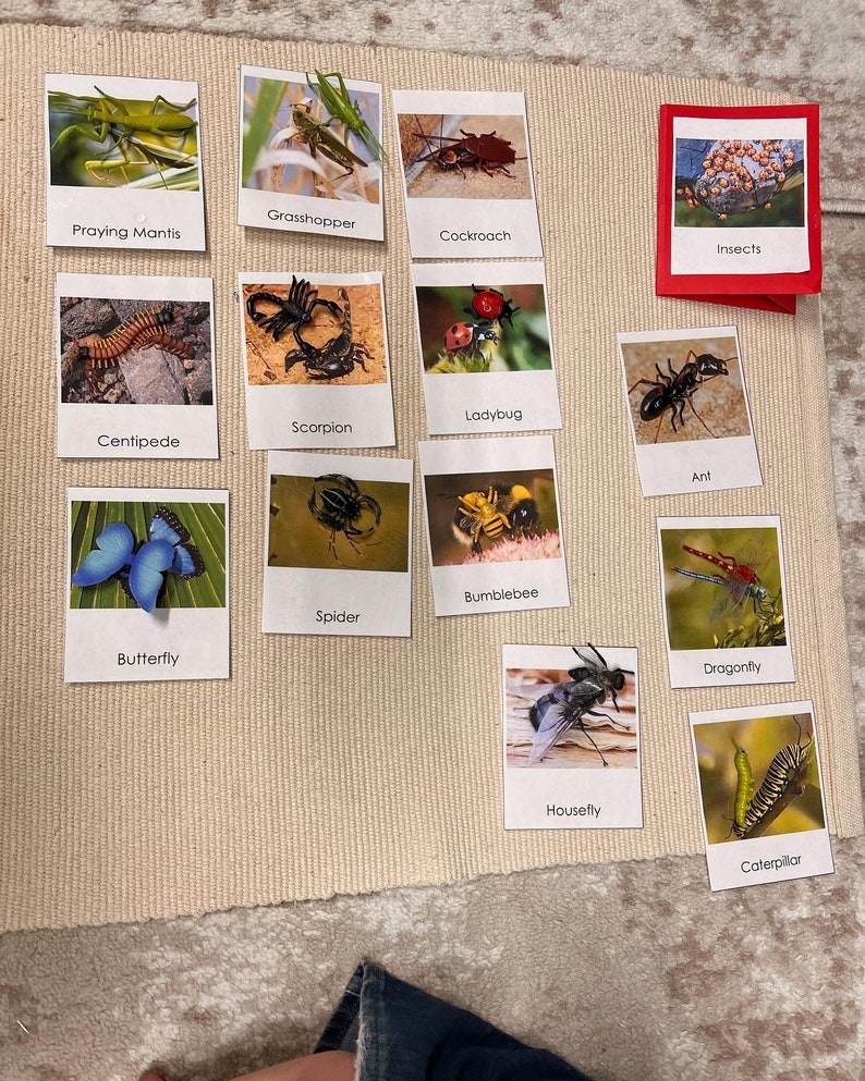 Safari Ltd Toob Insect Nomenclature - Etsy