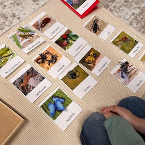 Safari Ltd Toob Insect Nomenclature - Etsy